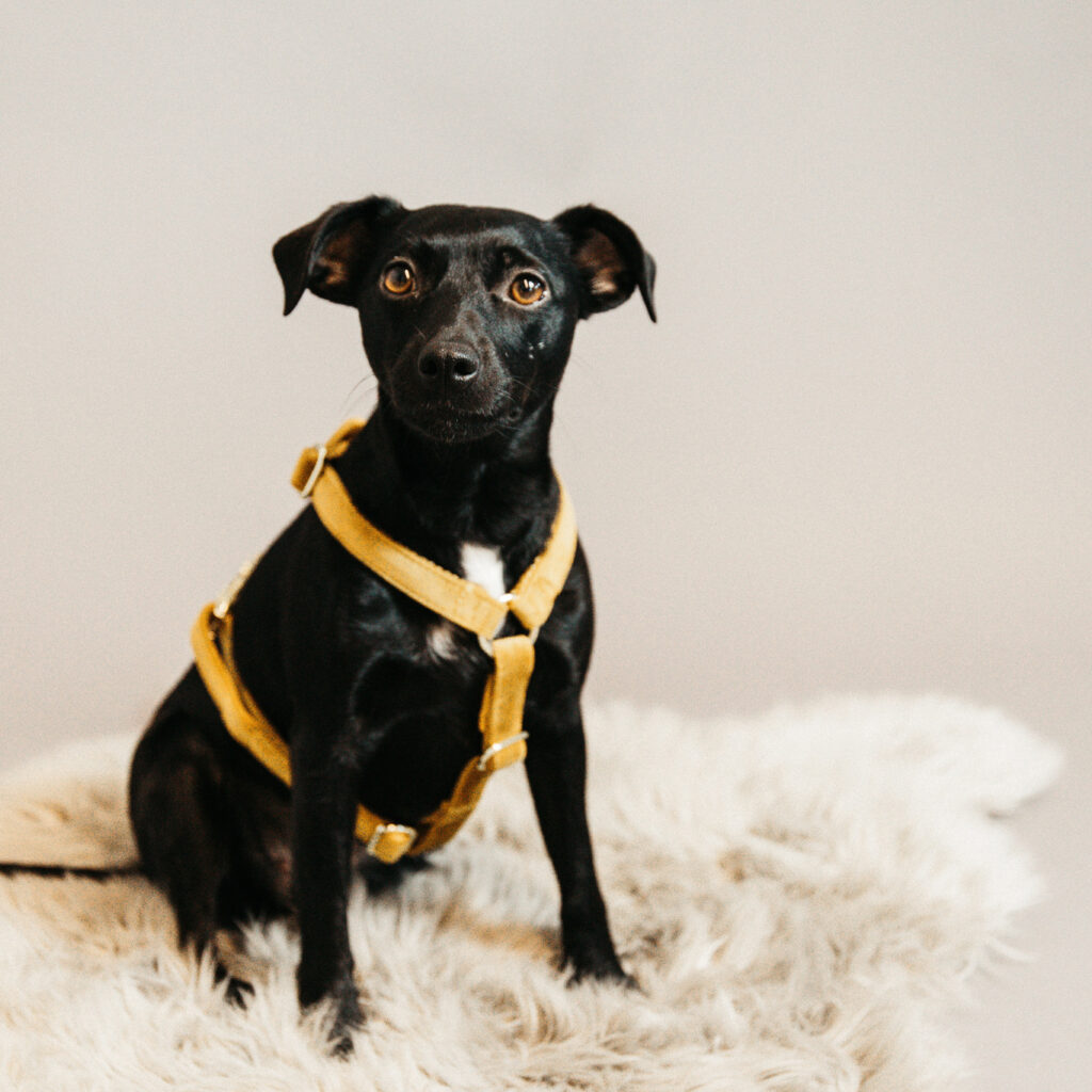 Kentucky Velvet Loop Dog Harness - Royal Equestrian I Your Equine ...