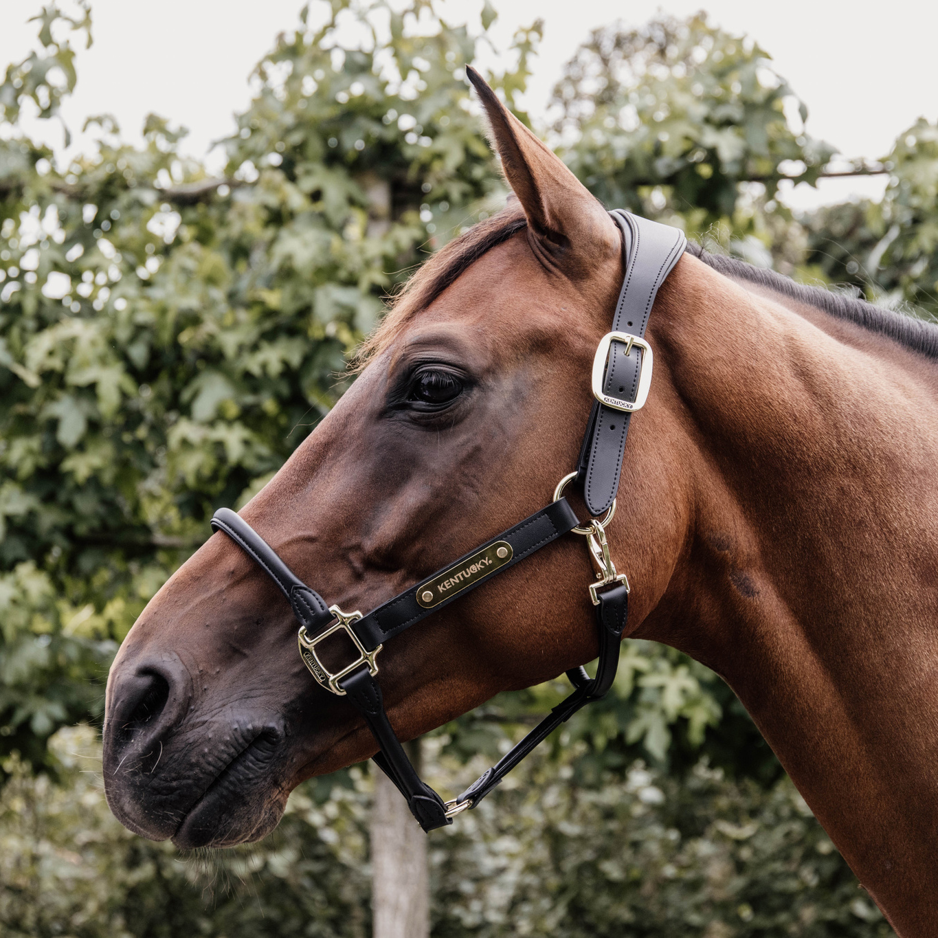 Kentucky Leather Anatomical Halter - Royal Equestrian I Your Equine ...