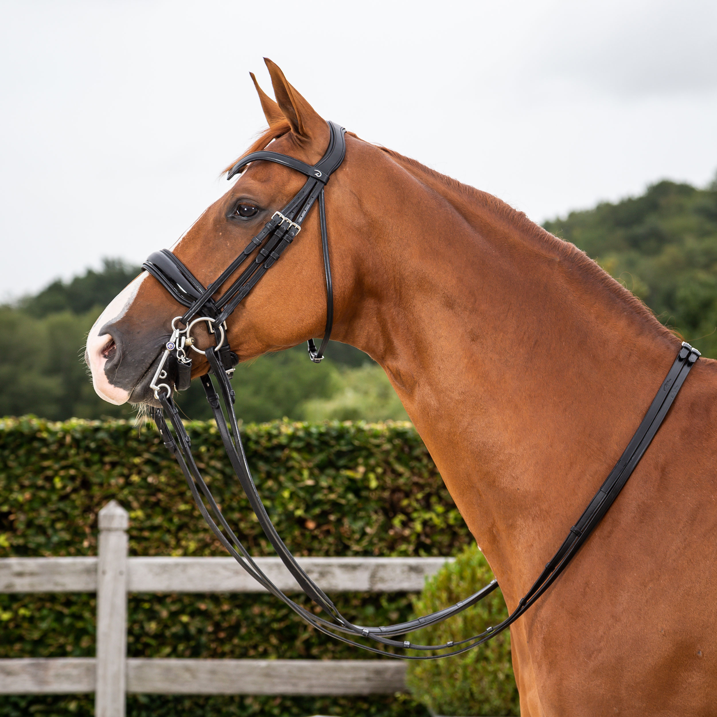 Dy'on Dressage Collection Crank Patent Double Bridle - Royal Equestrian ...